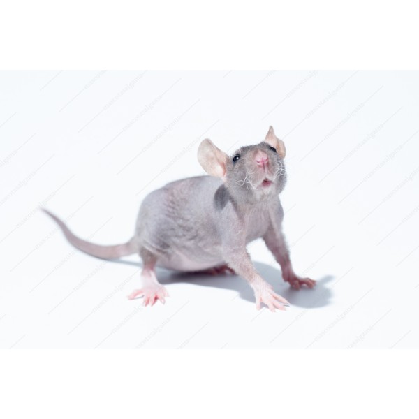 Comprar Rata Calva - Ratas Egipcias | Animales exóticos | Mascotas Algama